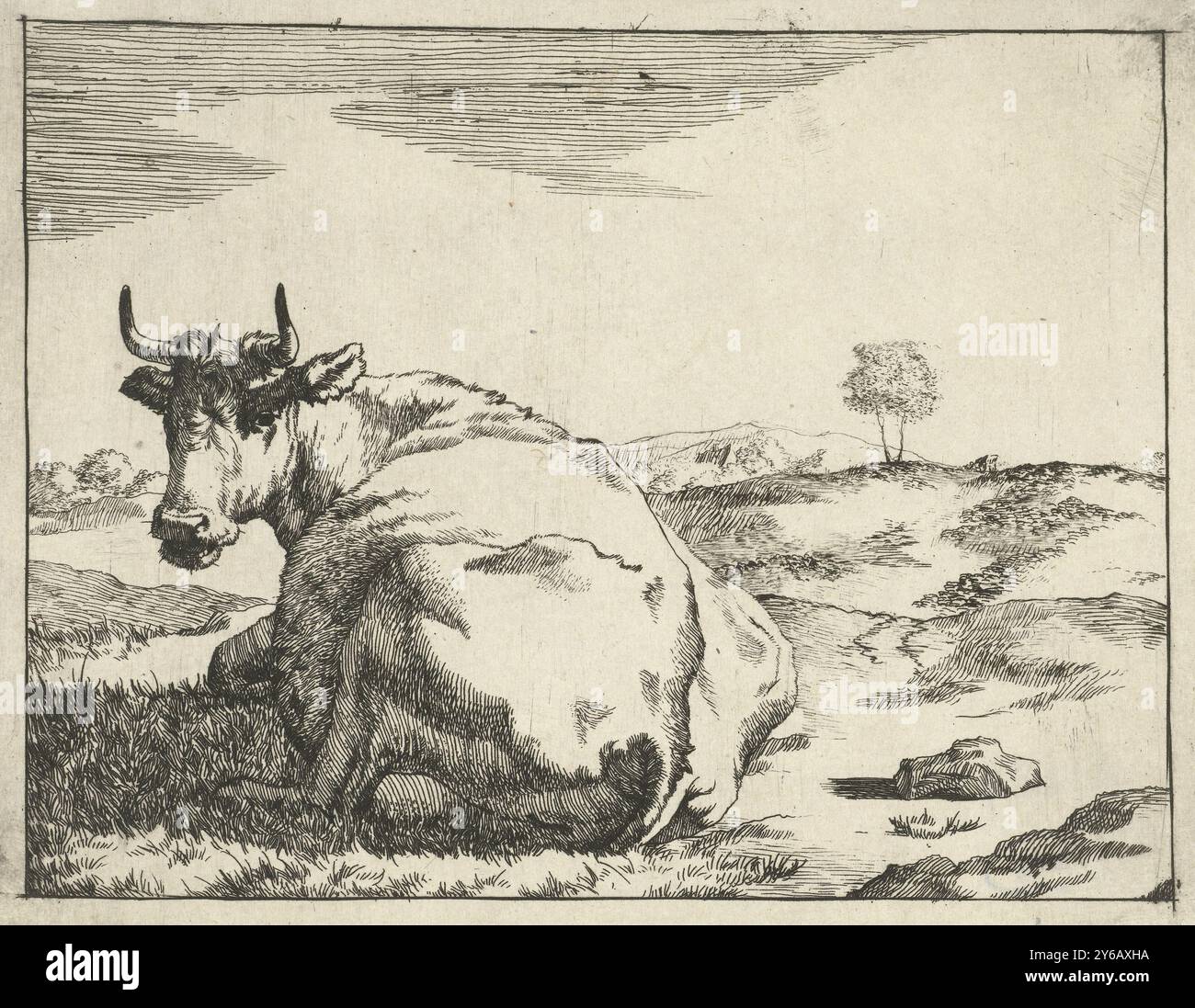 Lying cow cattle pigs hi-res stock photography and images - Alamy