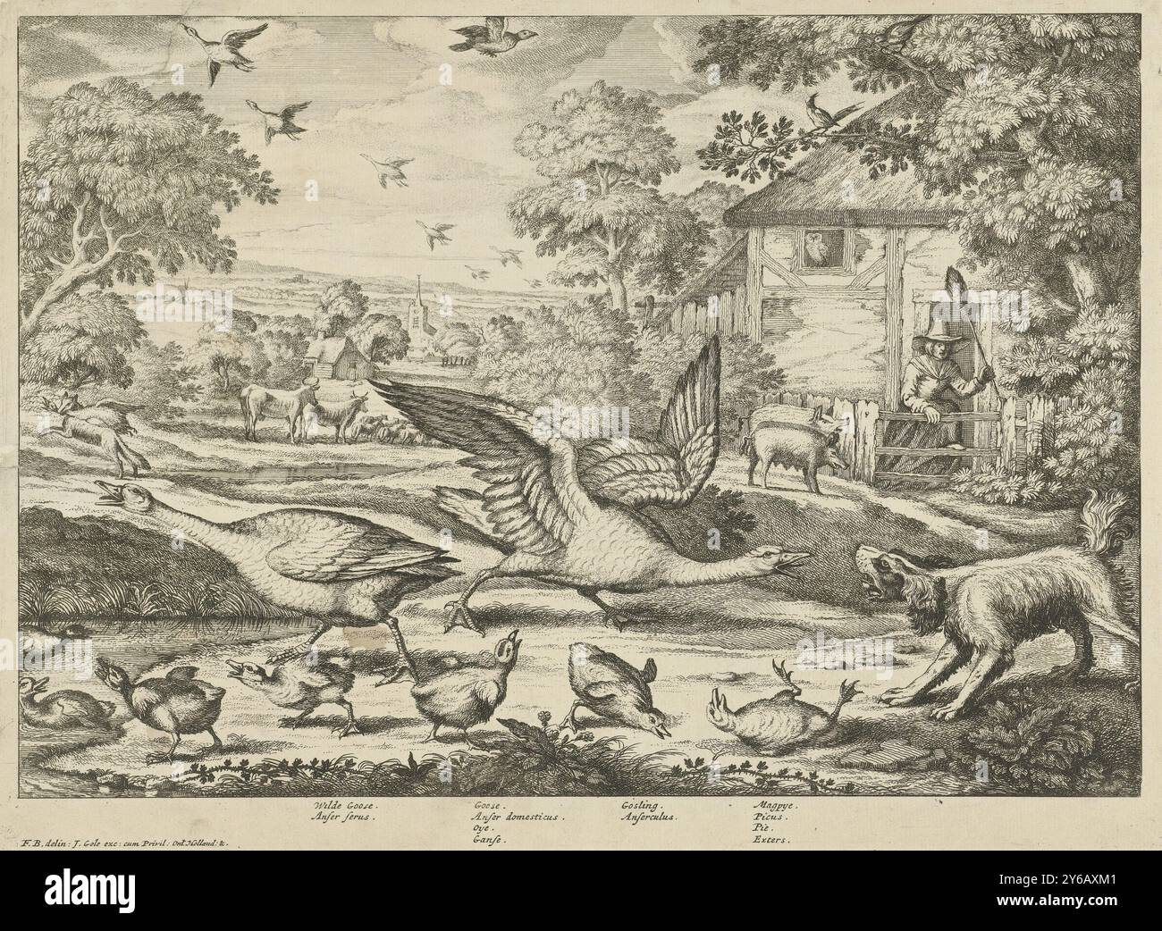 Two geese defending hi-res stock photography and images - Alamy