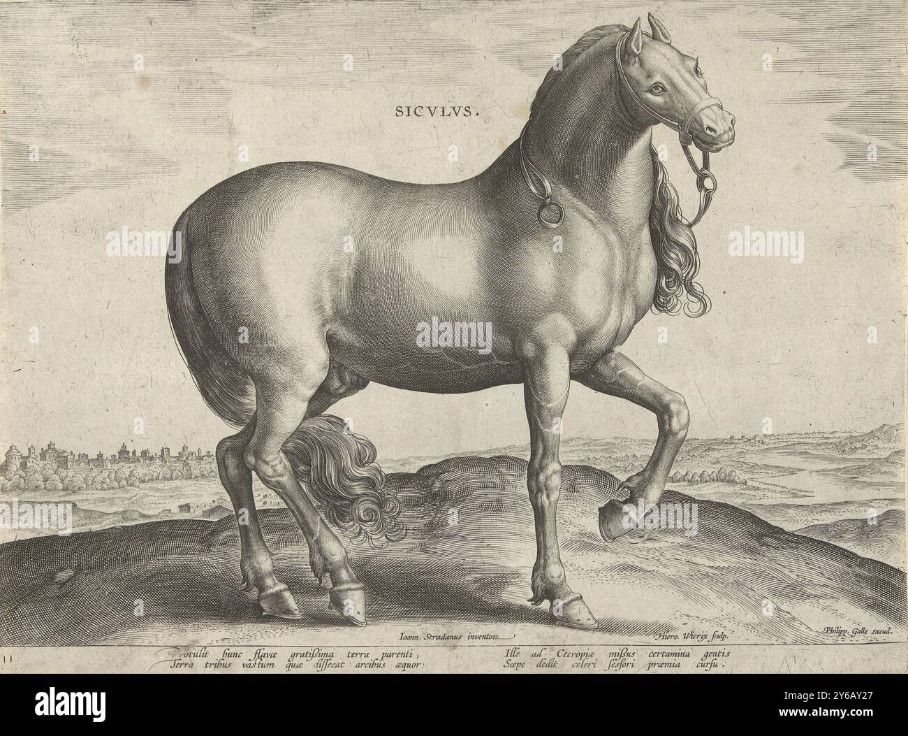 Horse from Sicily (Siculus), Sicvlvs (title on object), Horse breeds ...