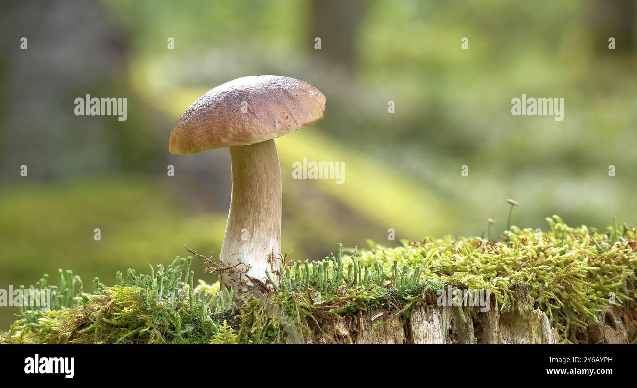Wild penny bun mushroom growing in green forest under daylight with ...