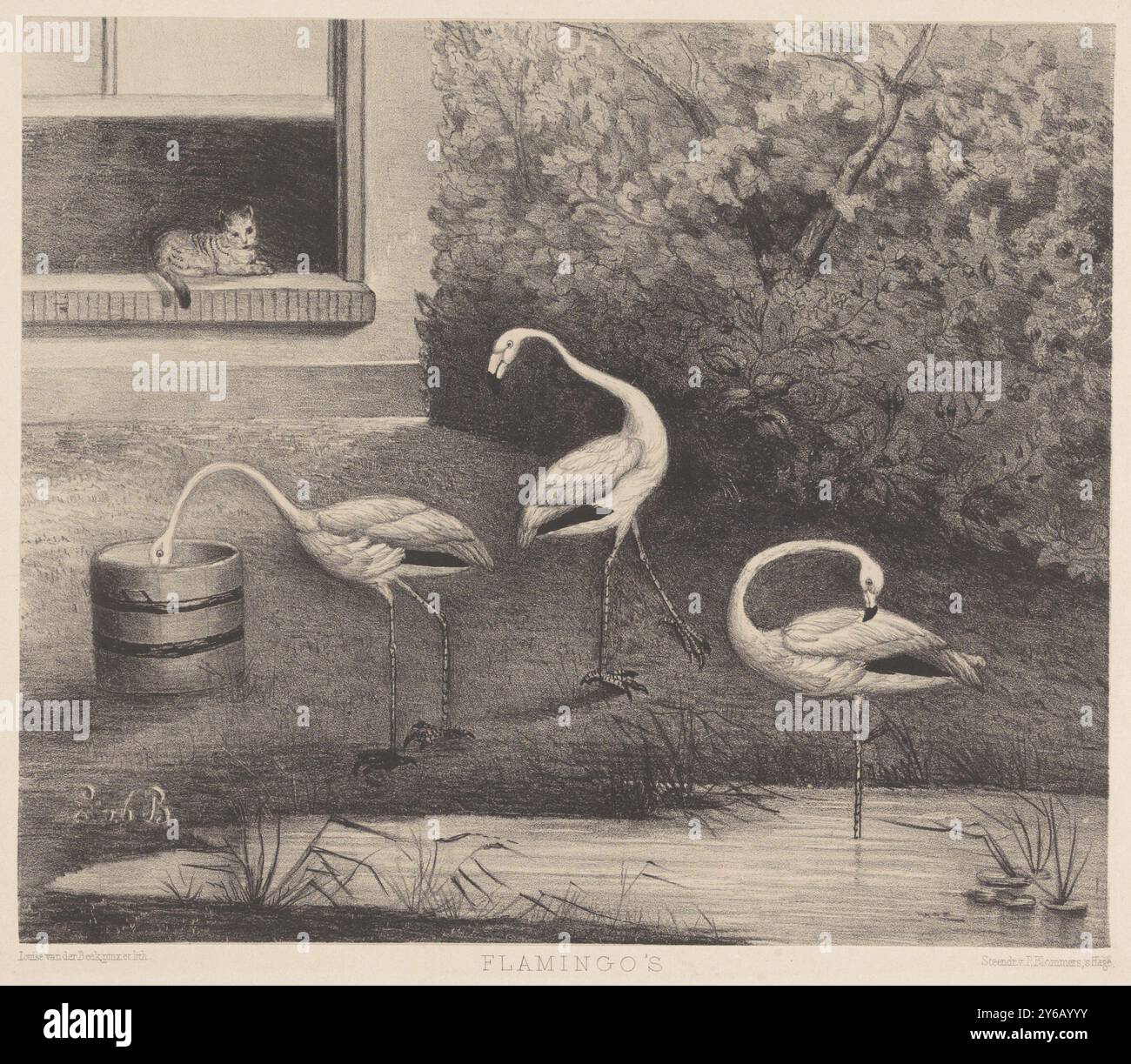Three flamingos stand hi-res stock photography and images - Alamy