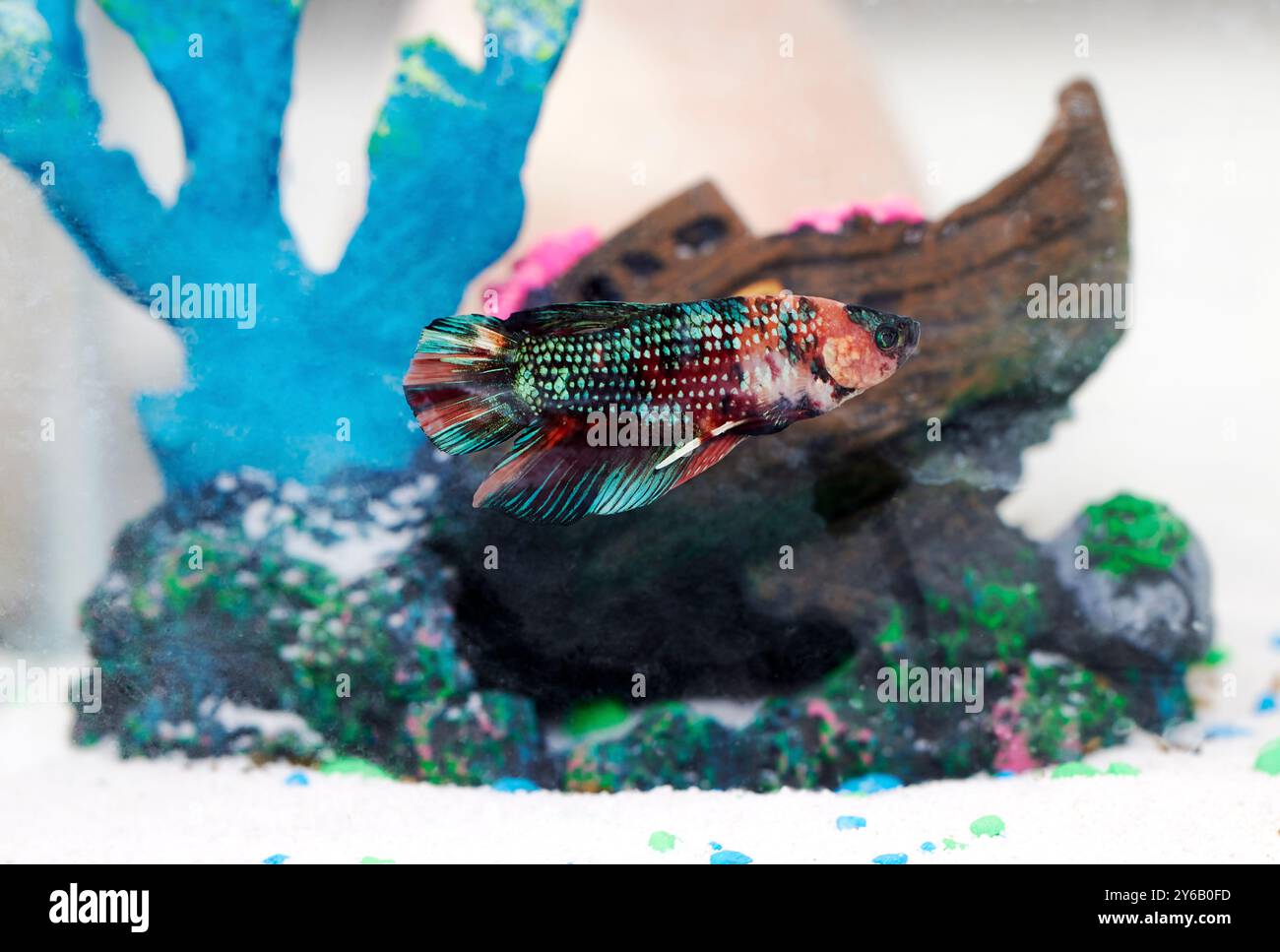 Colorful Beta Fighting Fish in a Fish Tank Stock Photo - Alamy