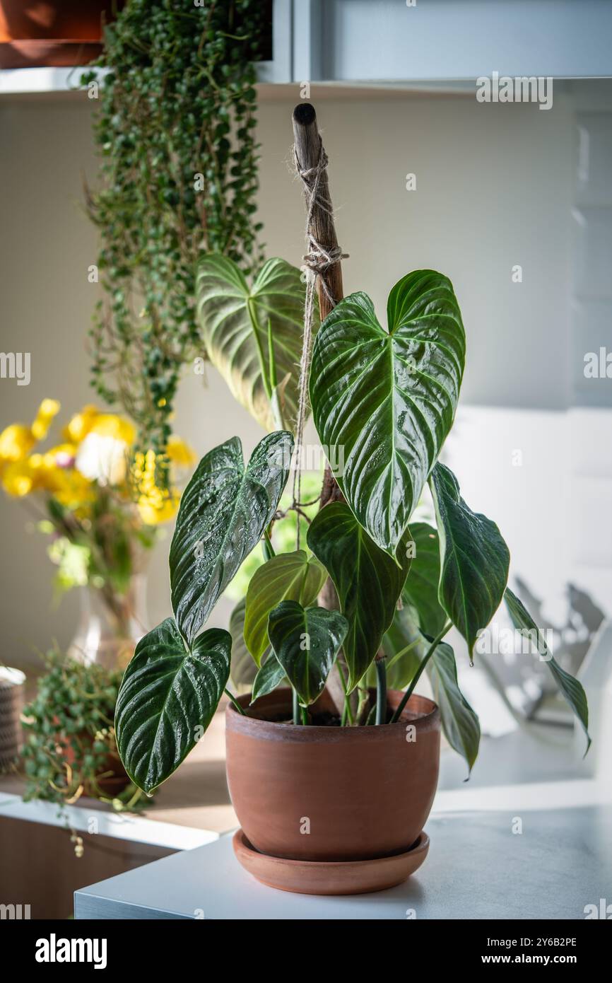 Philodendron Splendid plant with wet hear shaped green velvet leaves in ...