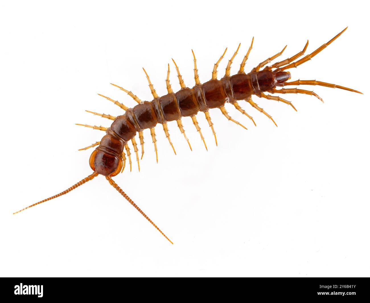 North america predator Cut Out Stock Images & Pictures - Alamy