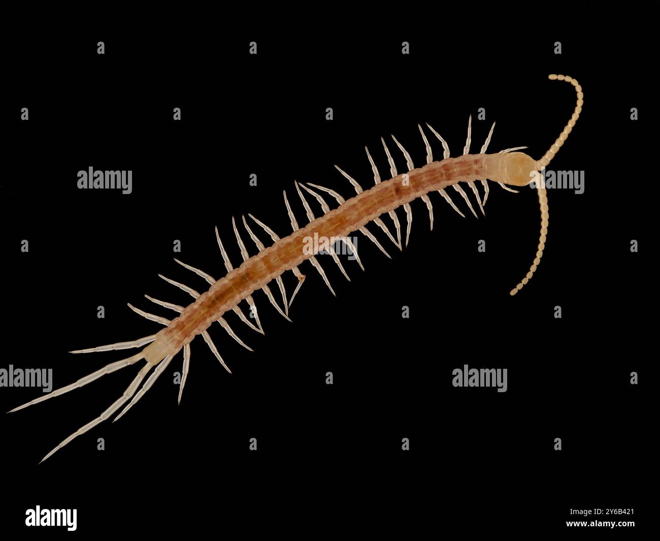 Thorn tailed bark centipede hi-res stock photography and images - Alamy