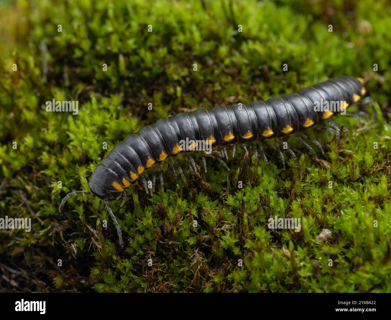 Side view pretty crawling hi-res stock photography and images - Alamy