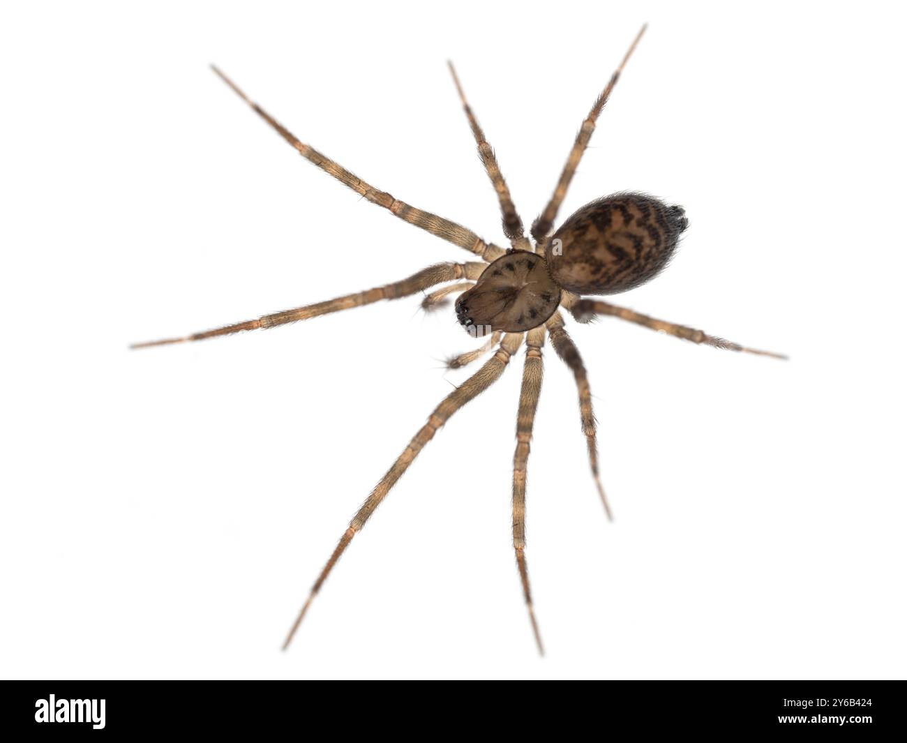 A pretty female soft spider (Cryphoeca exlineae) from above. Isolated ...