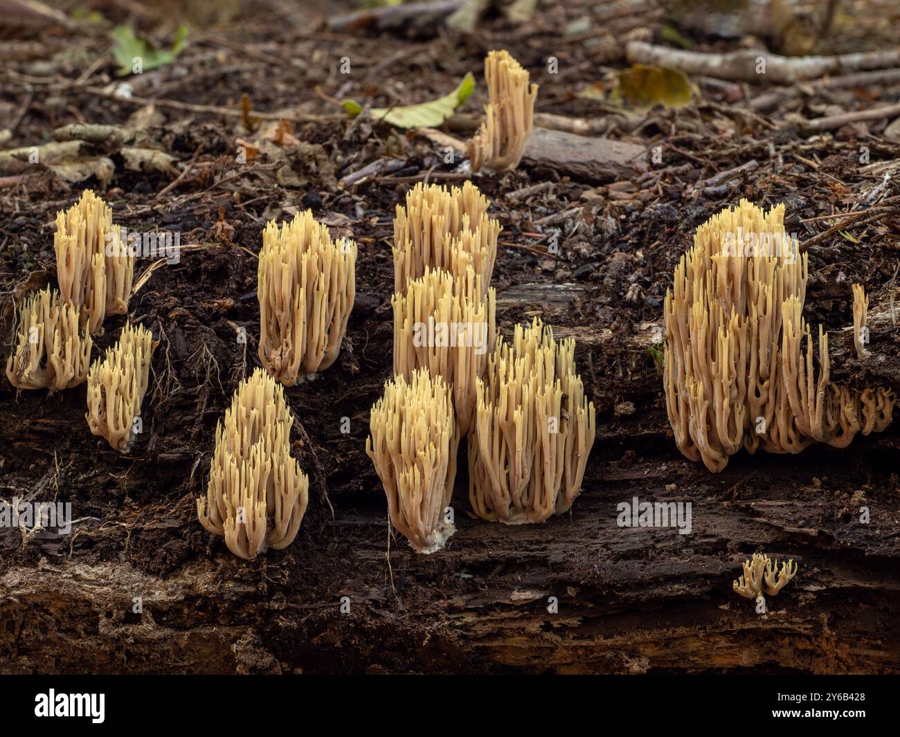 A group of upright coral fungus (Ramaria stricta) fruit bodies growing ...