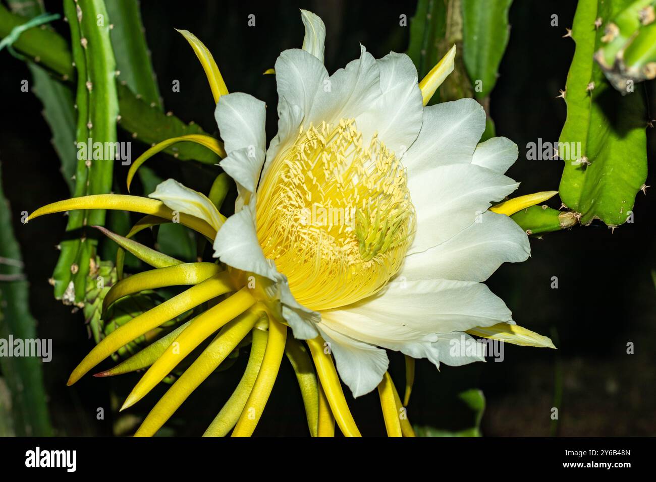 Dragon flowers hi-res stock photography and images - Alamy