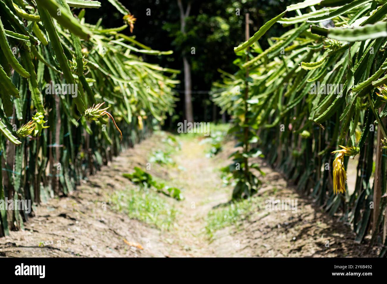A commercial dragon fruit orchard in a remote village. Very delicious ...