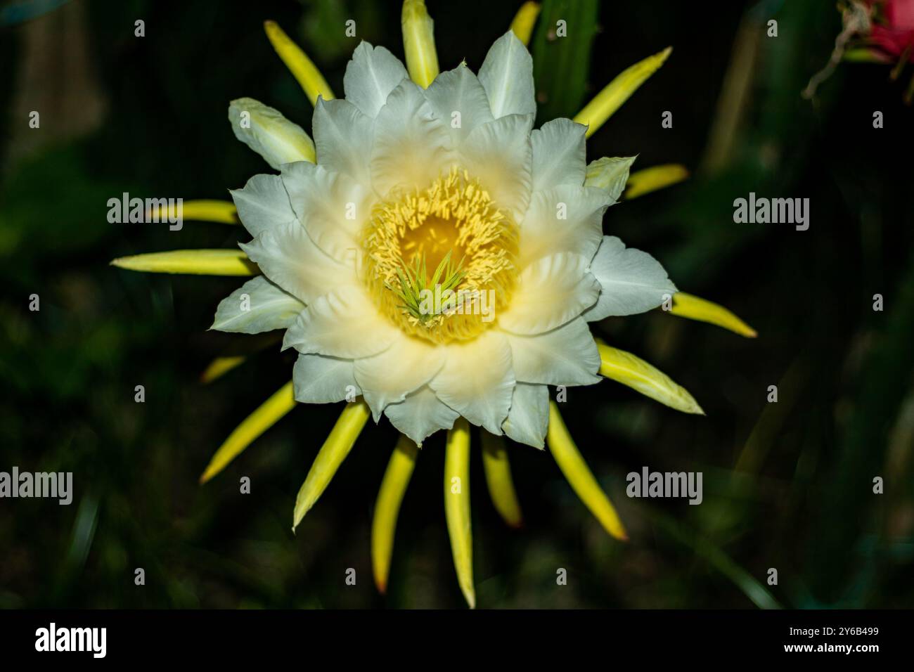 Dragon flower blooms at night or in the evening. Large dragon flowers ...