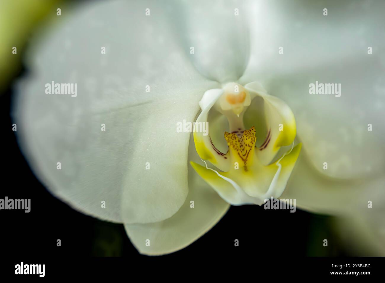 White lateral petals hi-res stock photography and images - Alamy