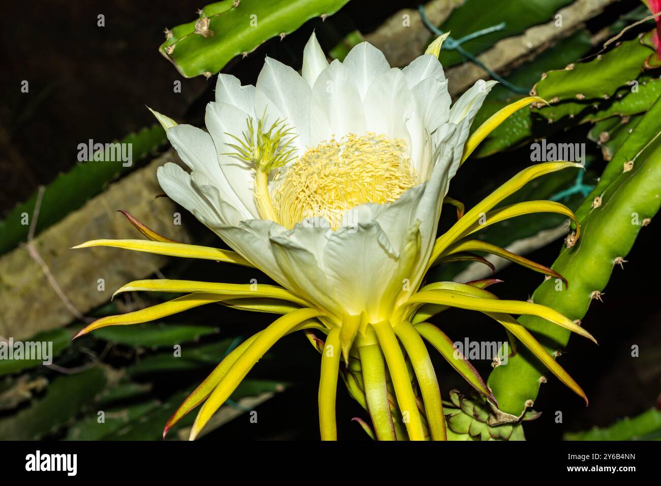 Dragon fruit flower plants have beautiful flowers and yellowish white ...