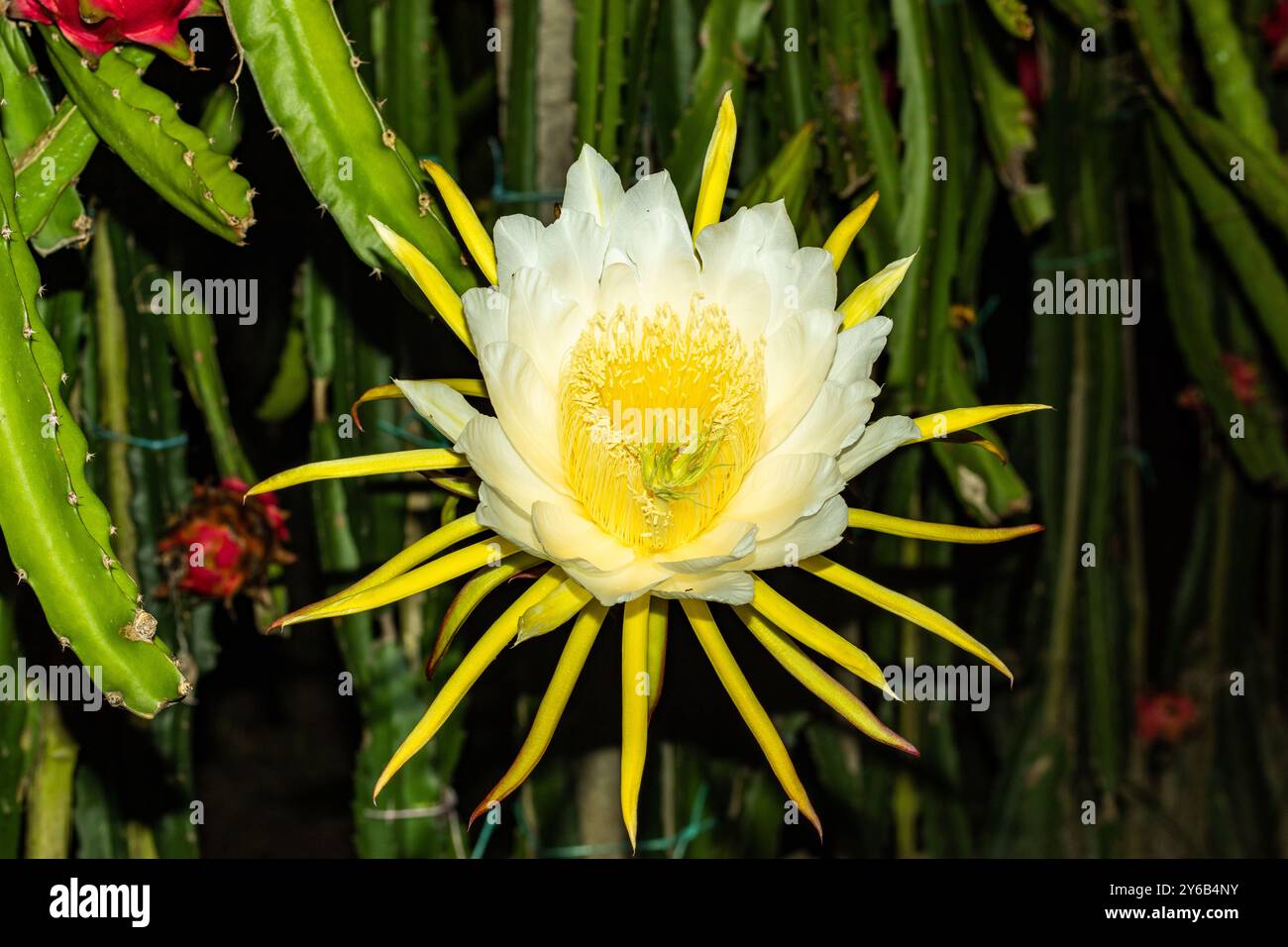 Dragon fruit flower only blooms at night and wilts during the day ...