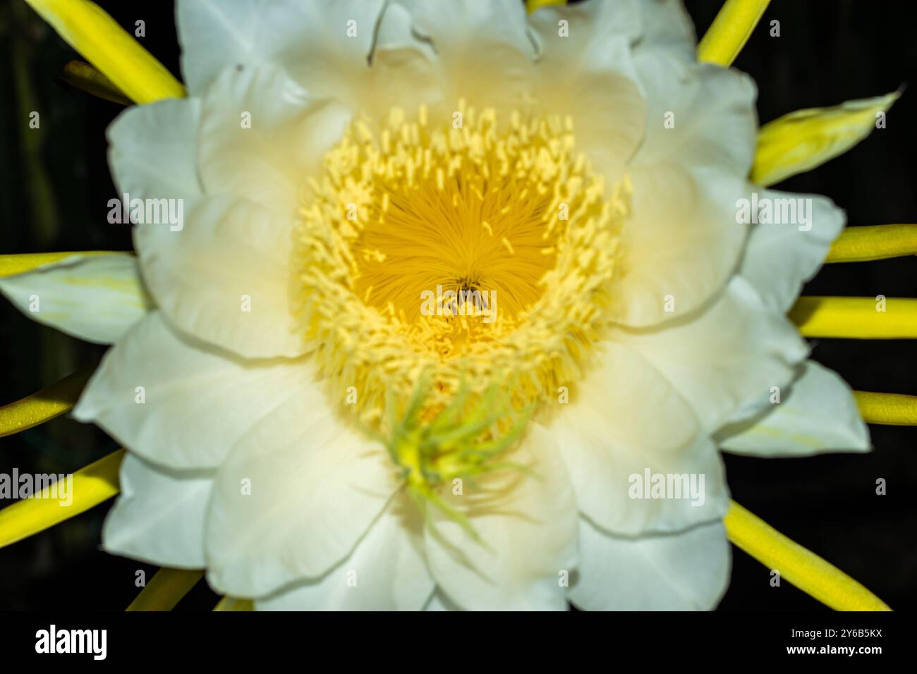 Dragon fruit is also known as Pitaya or Pitahaya. The white dragon ...