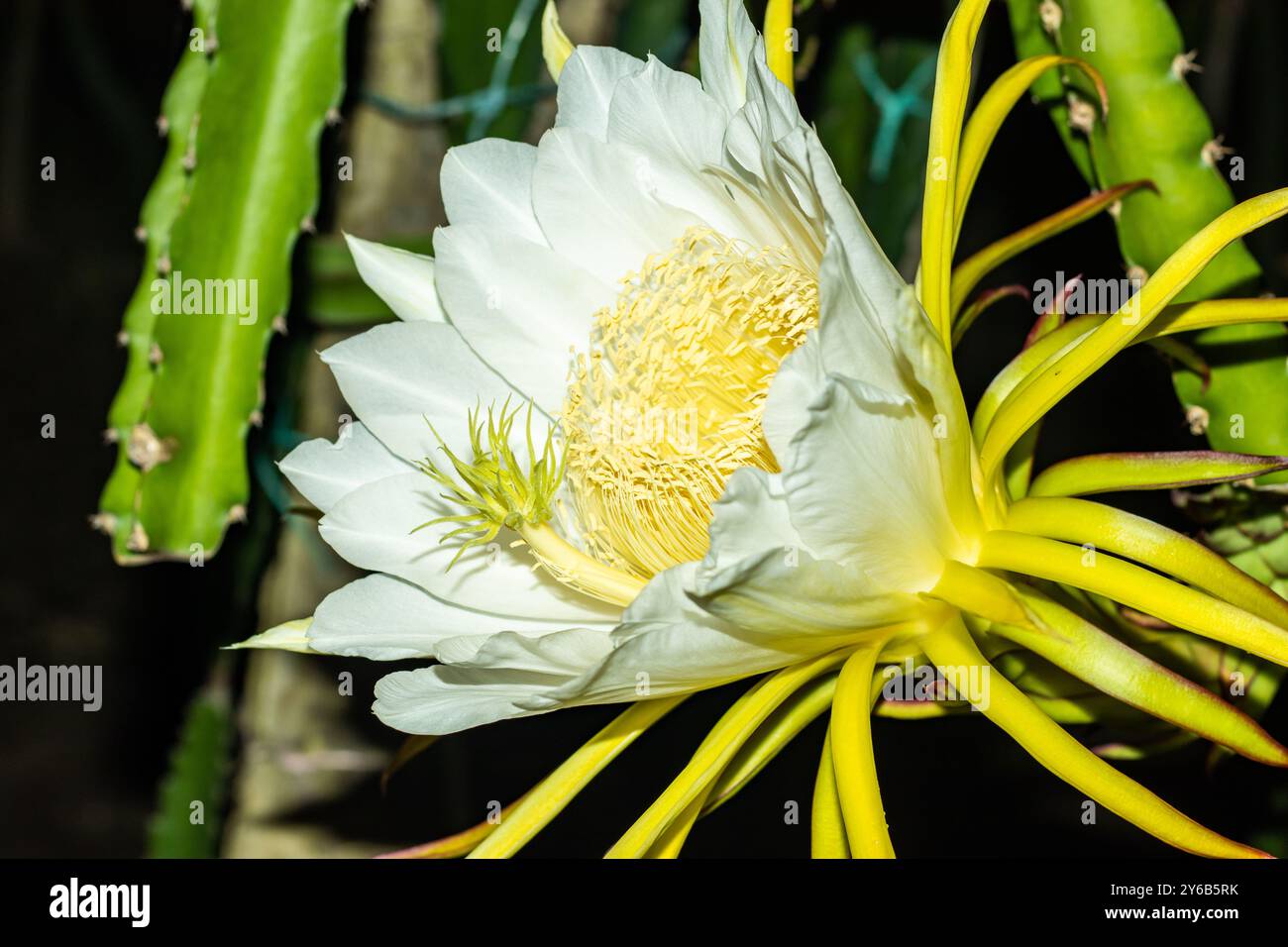 Dragon fruit flowers only on mature vines and only at night in the ...