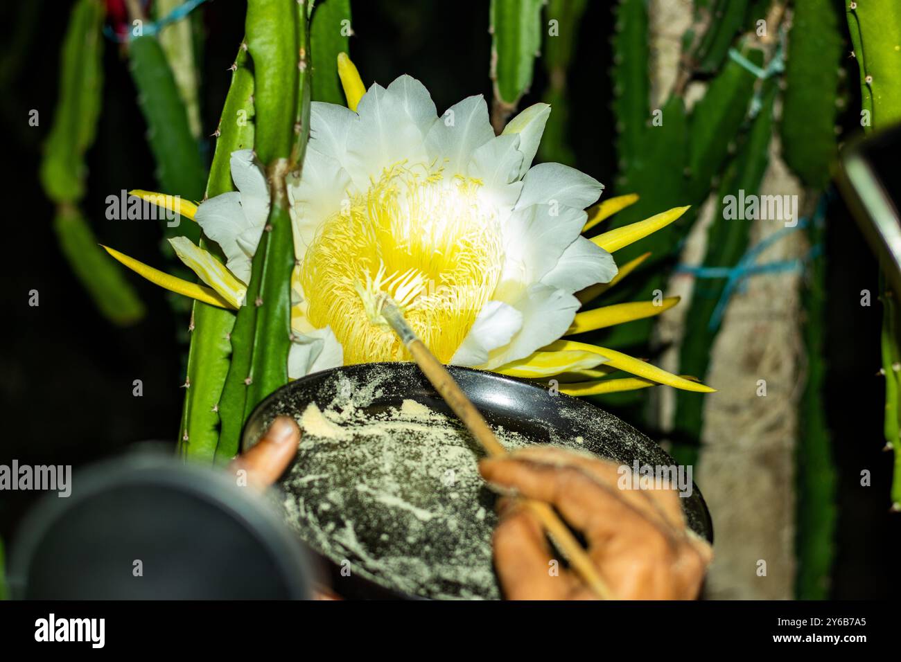 Hand pollination of dragon flowers for dragon fruit. Large flowers ...