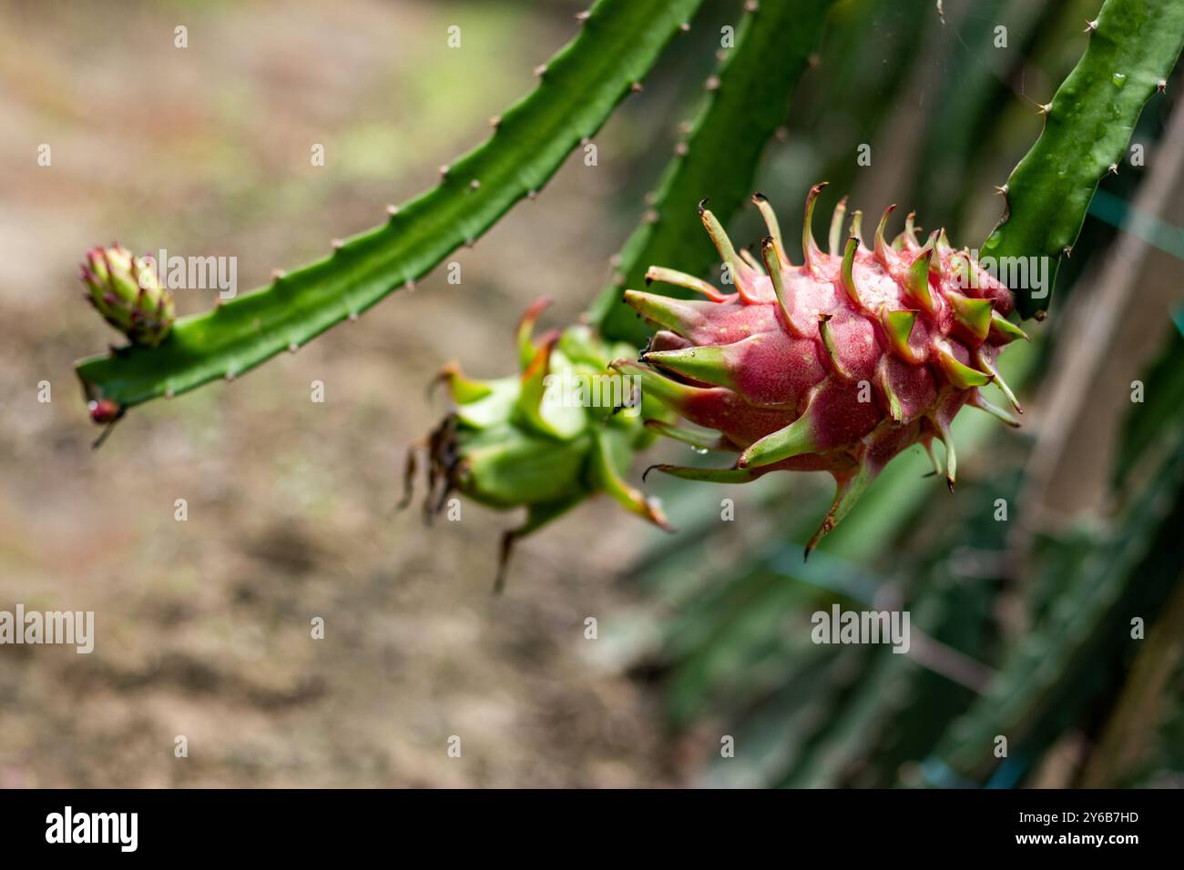 Ripe red, and green fruits and blooming flowers together. Sweet ripe ...