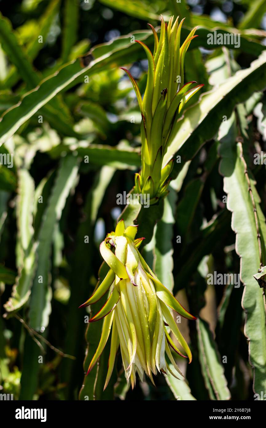 Pitaya or Dragon flowers are upwards of eight inches across and have a ...
