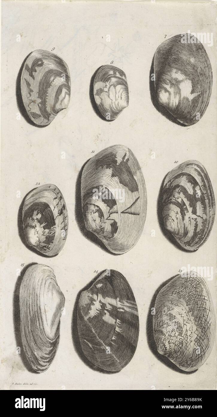 Nine shells, Nine different shells. The shells are numbered 7-15 ...