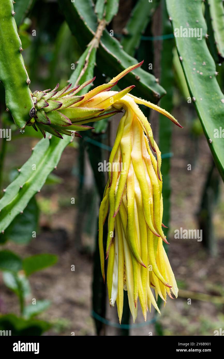 Yellow Dragon Fruit Flower Rare Yellow Dragon Fruit Plant