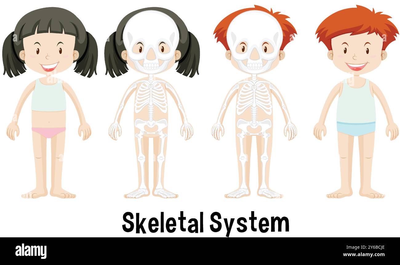 Diagram showing children's skeletal structure and anatomy Stock Vector ...