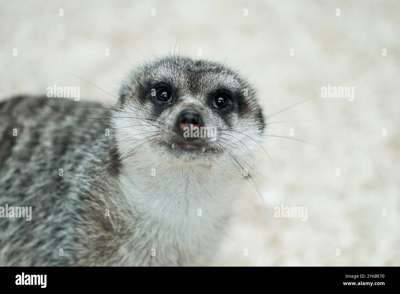 Alert animal hi-res stock photography and images - Alamy