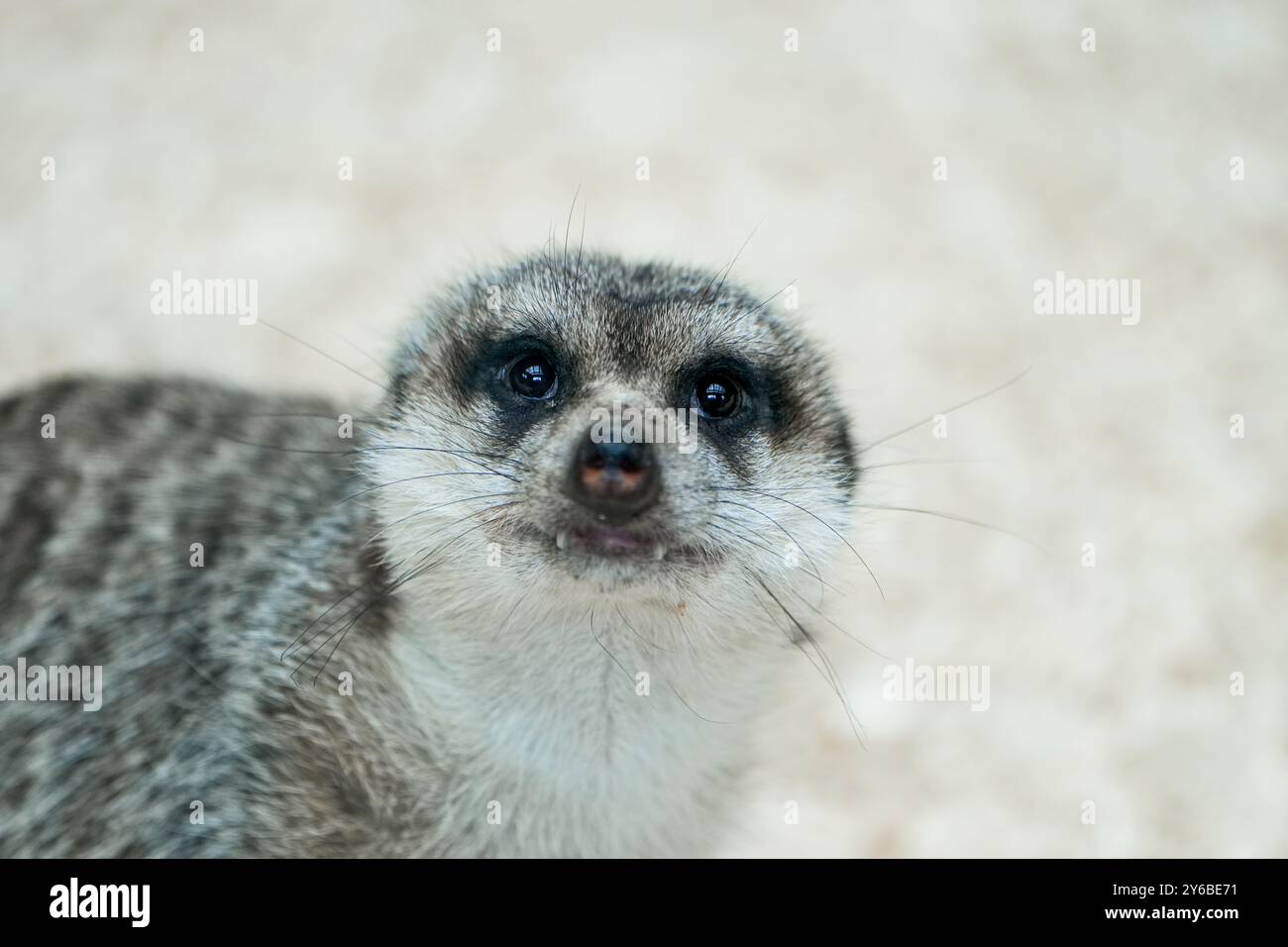 Portrait of a meerkat. Alert animal close-up Stock Photo - Alamy