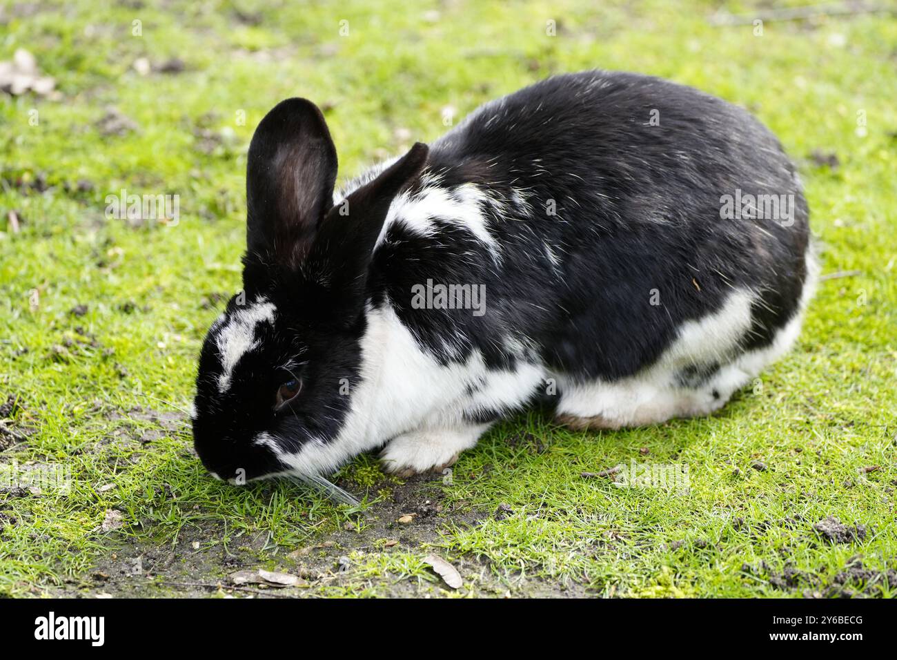 Black and white rabbit hi-res stock photography and images - Alamy