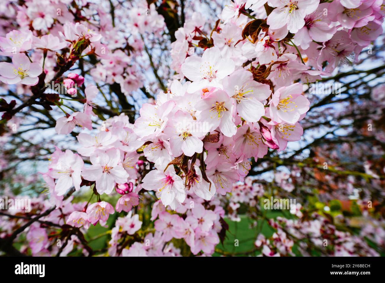 Macro closeup cherry tree hi-res stock photography and images - Alamy