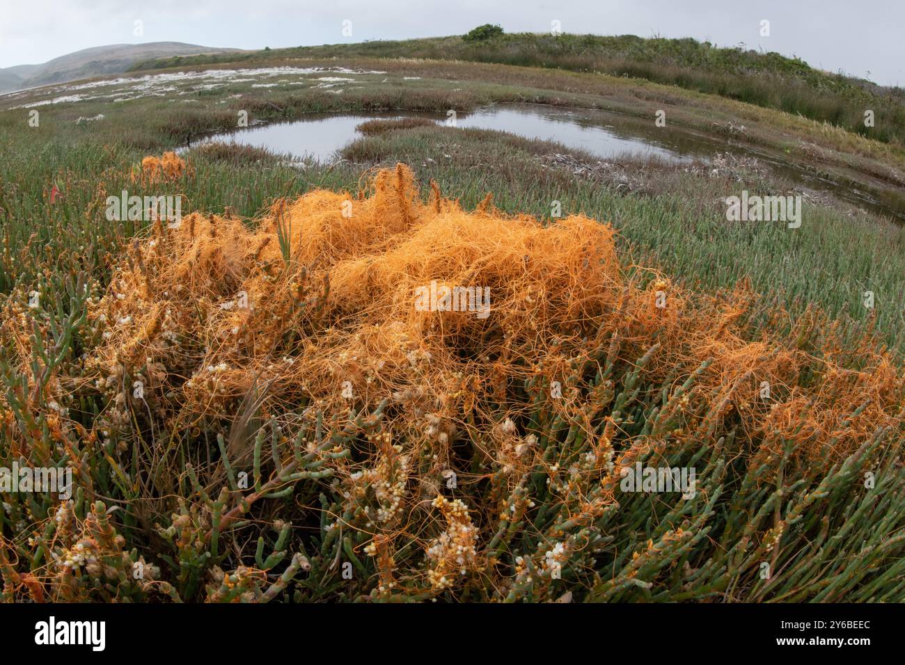 Saltmarsh dodder (Cuscuta salina) a parasitic plant that grows in vines ...