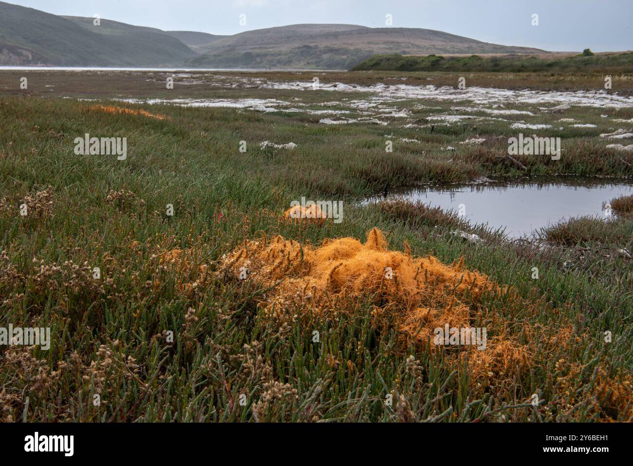 Saltmarsh dodder (Cuscuta salina) a parasitic plant that grows in vines on its host, pickleweed ...