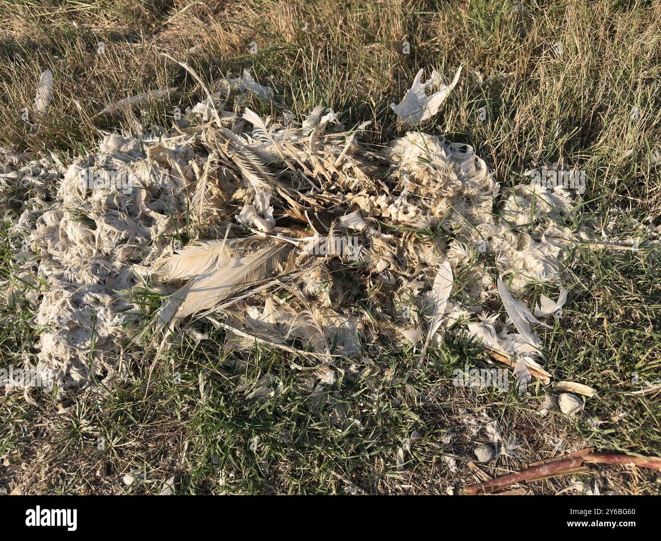 Dead bird on the ground Stock Photo - Alamy