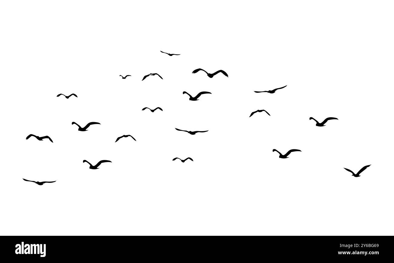 Flying Birds Vector Illustration Collection Stock Vector Image & Art ...