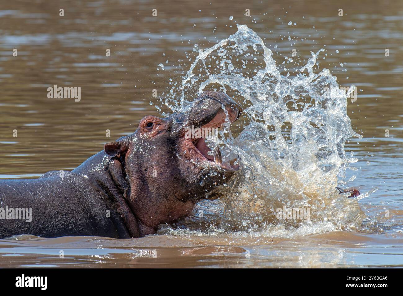 Hippo (Hippopotamus amphibius) in the water with splash, Kenya, Africa ...
