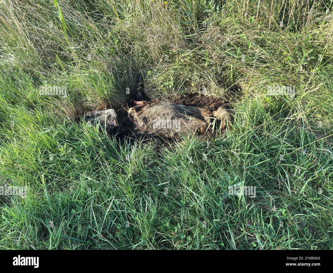 Dead wild boar on the side of the road Stock Photo - Alamy