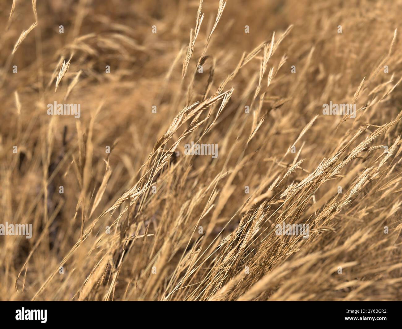 Dry withered grass plant on a meadow Stock Photo - Alamy