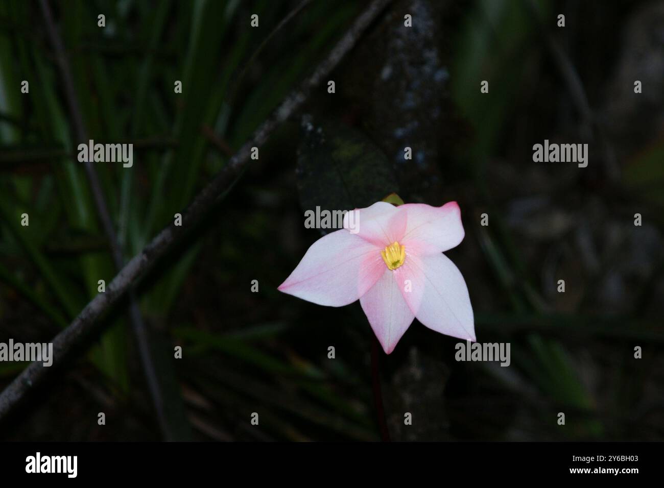Flower of the marsh pitcher plant Heliamphora uncinata on Amuri Tepui ...