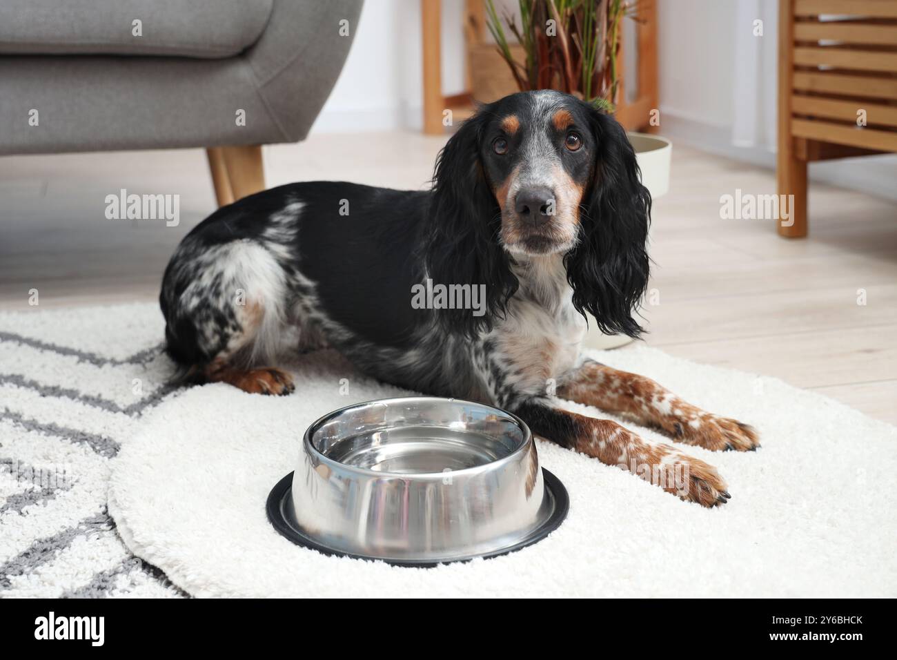 Cute cocker spaniel with bowl of water lying in living room Stock Photo ...