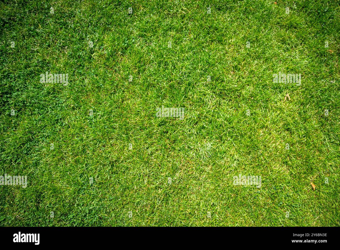 Green grass background texture top view. Lawn wallpaper Stock Photo - Alamy