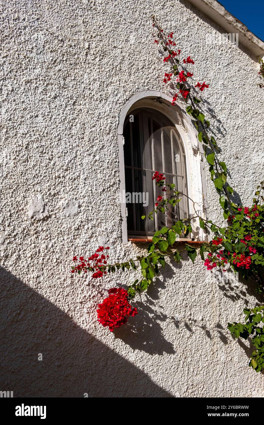 thorny vines of bougainvillea plant on white wall in Spain *** thorny ...