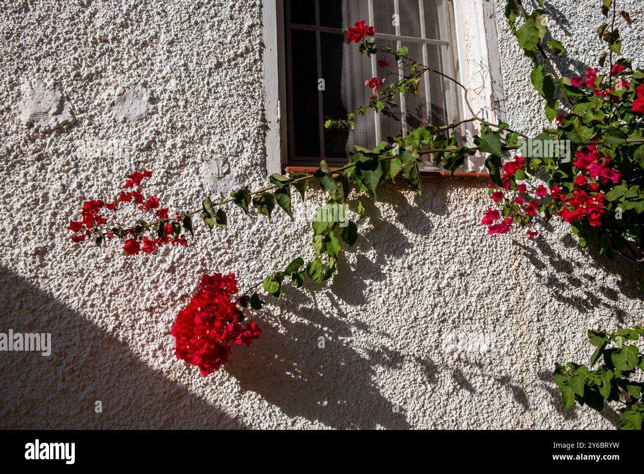 thorny vines of bougainvillea plant on white wall in Spain *** thorny ...