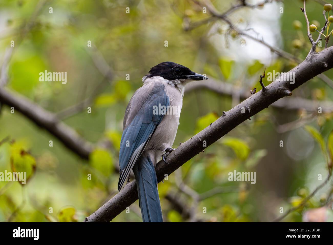 Azure-winged Magpie (Cyanopica cyanus) in China southwest Stock Photo ...