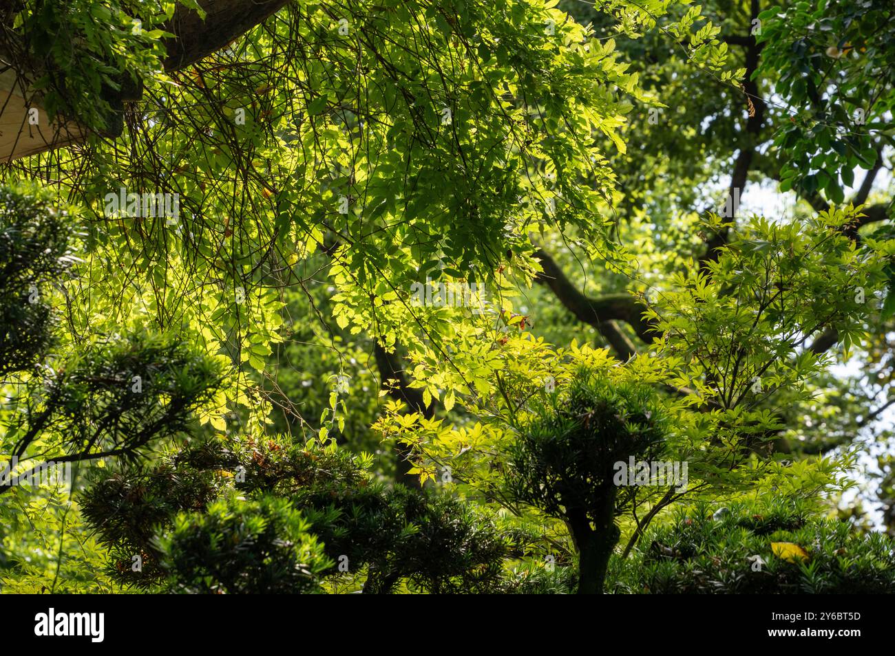 A peaceful forest scene with sunlight filtering through the dense green ...
