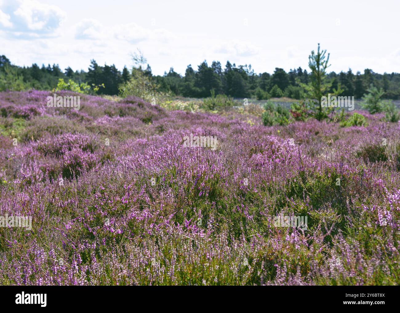 Swamp plant with flowers hi-res stock photography and images - Alamy