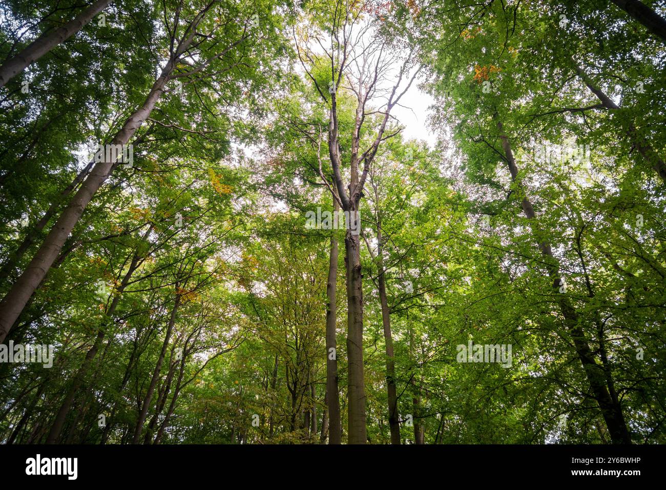 The Hainich National Park, National park in Thuringia, Germany Stock ...