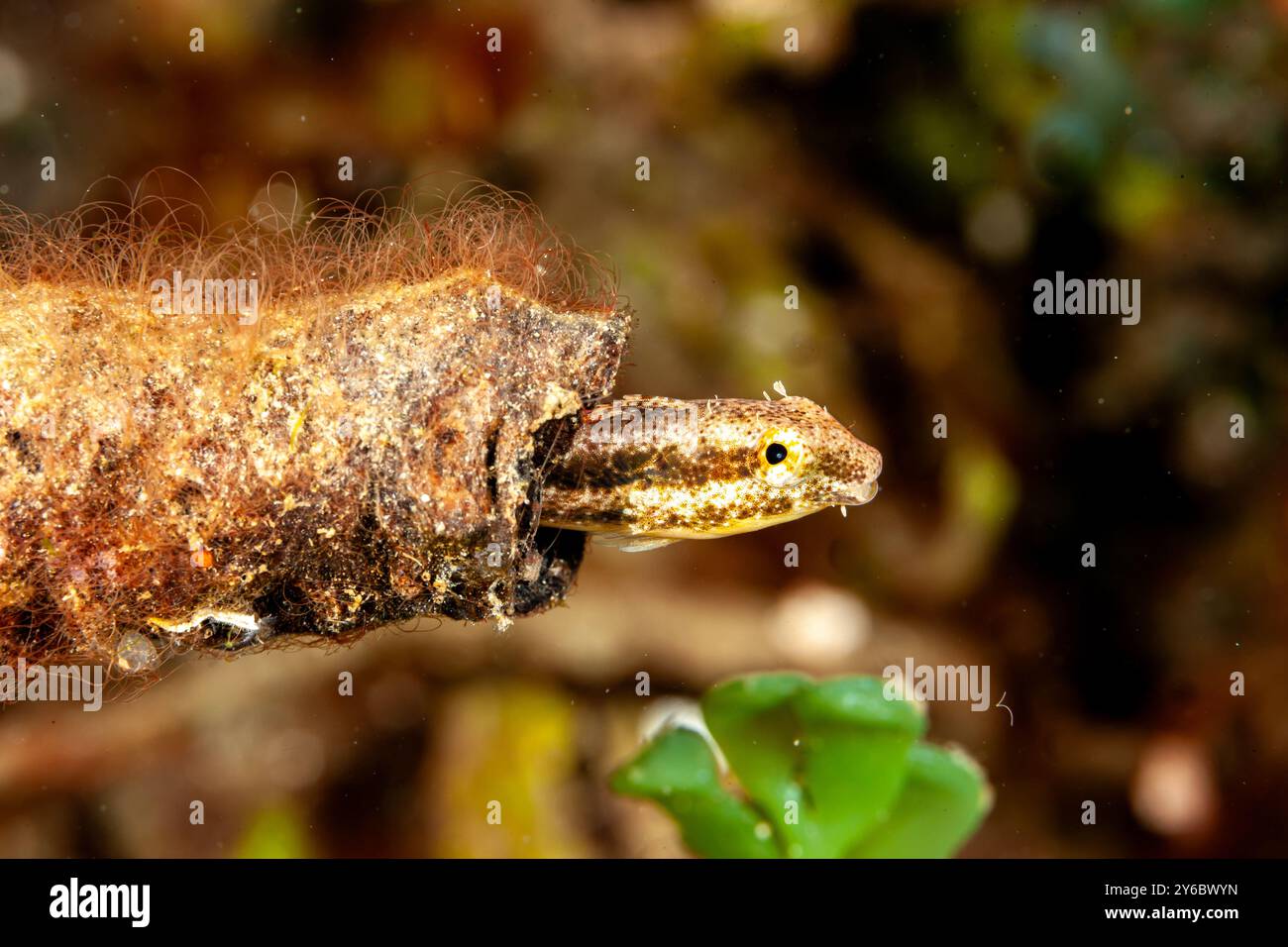 Indonesia, Raja Ampat, Small goby and its home Stock Photo - Alamy