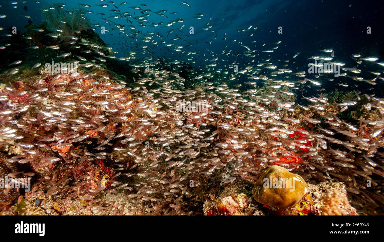 Indonesia, Raja Ampat, Glassfish, Sweepers (Parapriacanthus ransonneti ...