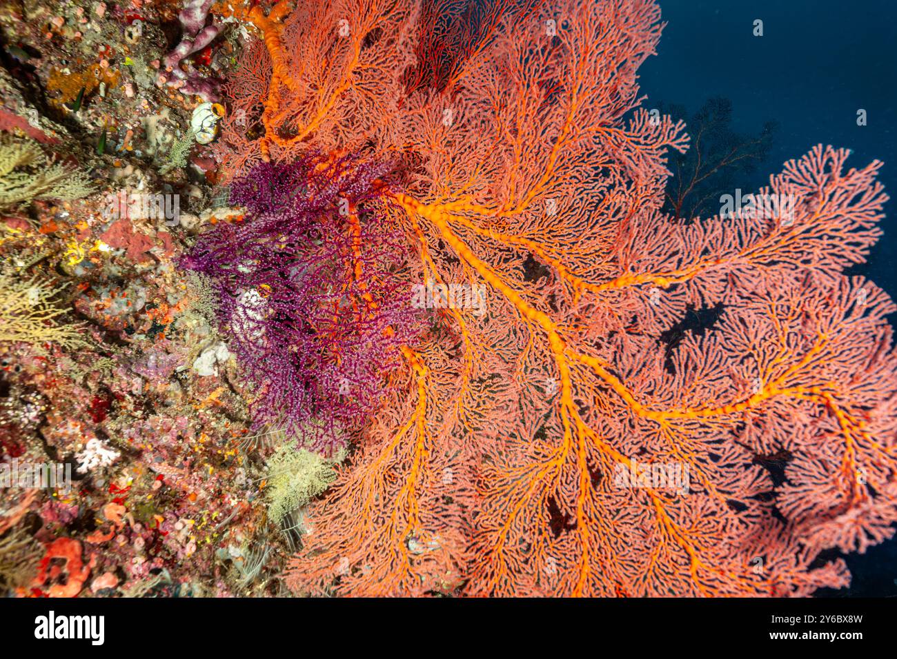 Indonesia, Raja Ampat, Sea fan, Gorgonia Stock Photo - Alamy