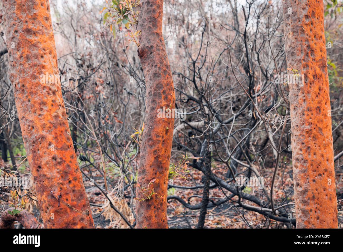sydney red gum trees in burnt forest after the fires of summer Stock ...